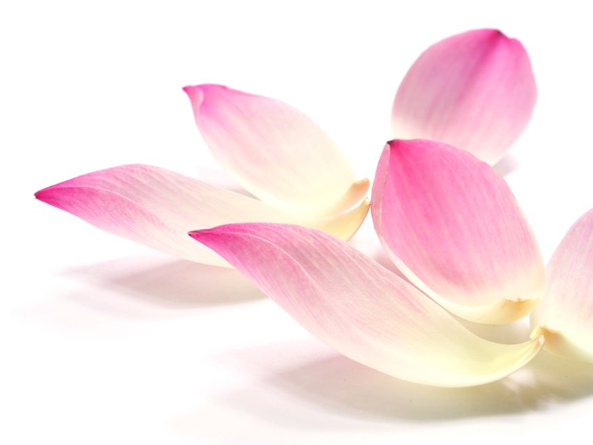 Lotus petals Buddha Weekly Buddhist Practices Mindfulness Meditation