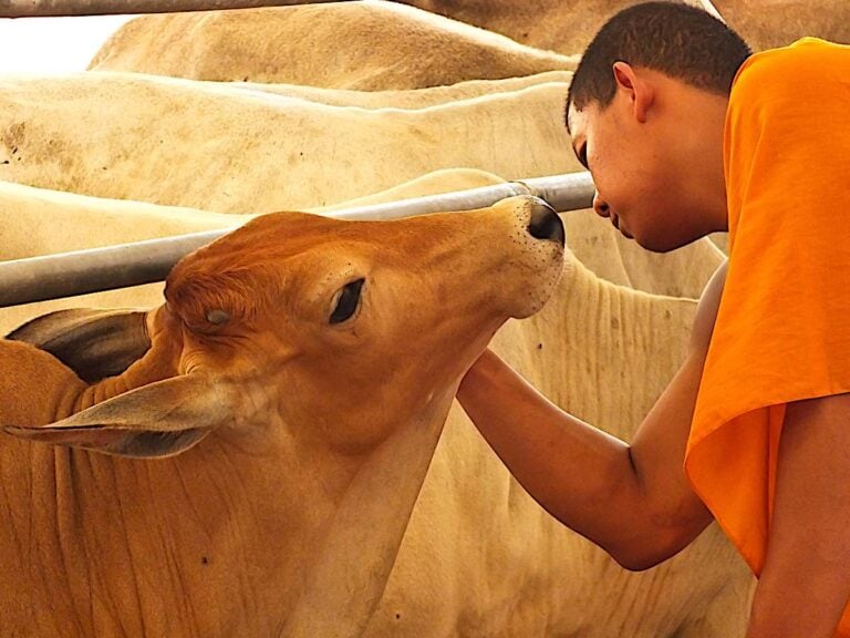 Buddha-Weekly-Thai Buddhist monk saves a cow dreamstime_23873960 ...